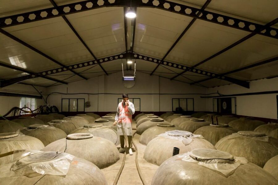 OLIVE OIL & WINE TOUR Organic fields - 5 Wines + 3Olive Oils - The Itinerary: A Closer Look