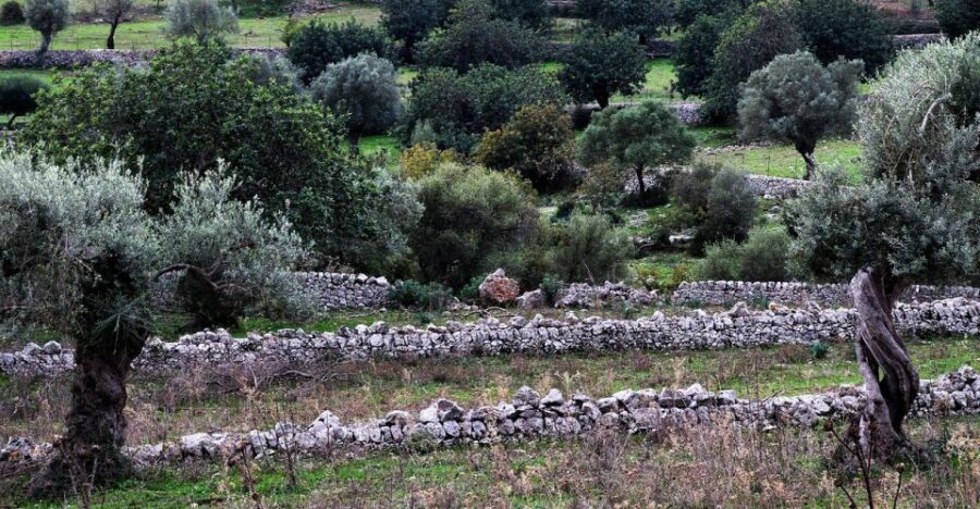 Olive plant and mill visit and tasting - The Itinerary in Detail