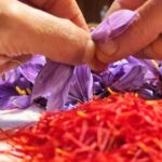 Olmedo: visit to the saffron workshop with tasting - An Authentic Sardinian Saffron Experience in Olmedo