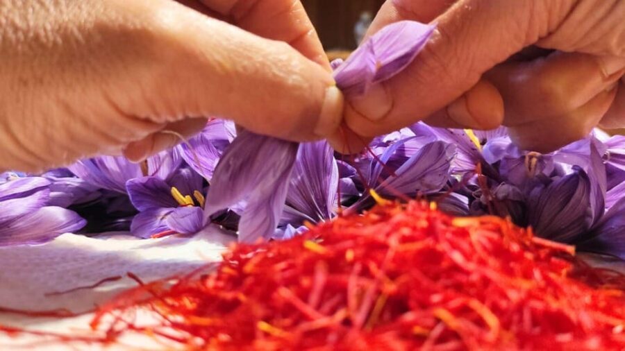 Olmedo: visit to the saffron workshop with tasting - An Authentic Sardinian Saffron Experience in Olmedo
