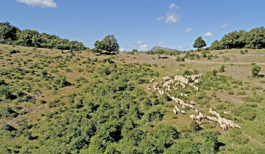 Orgosolo: 4x4 private tour in Supramonte w/ murals visit - Practical Details and Value