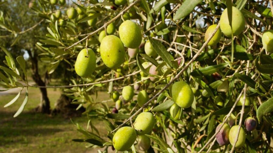 Oristano: Olive Tree Grove Guided Visit with Tasting - Practical Information and Tips