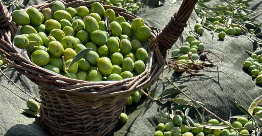 Oristano: visit a farm with oil tasting - The Tasting and Food Pairings