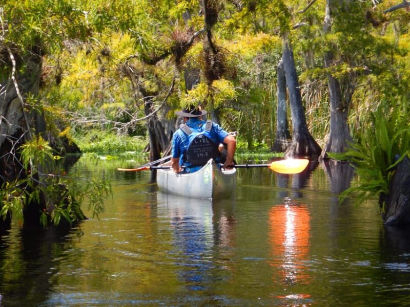 Orlando Alligator Experience: Day-Trip From Orlando - Key Points: