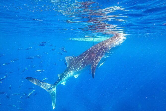 Oslob Whale Shark & Tumalog Waterfalls & Sumilon Sandbar - Key Points