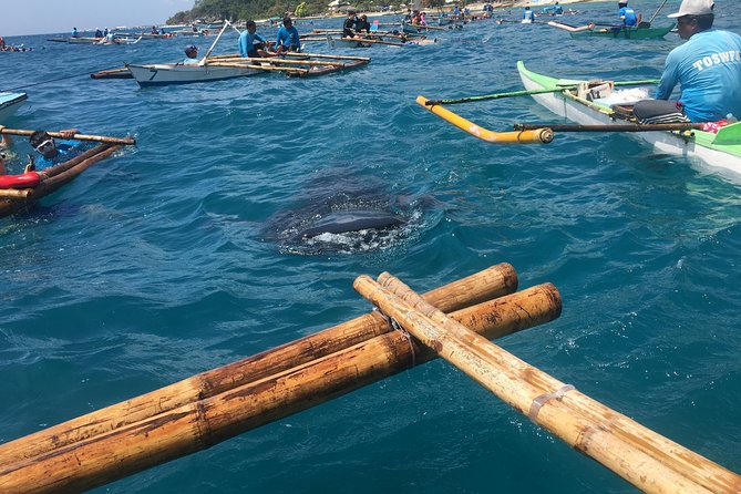 Oslob WhaleSharks, Aguinid Falls & Kawasan Main (Gatorade) Falls - An In-Depth Look at the Tour Experience