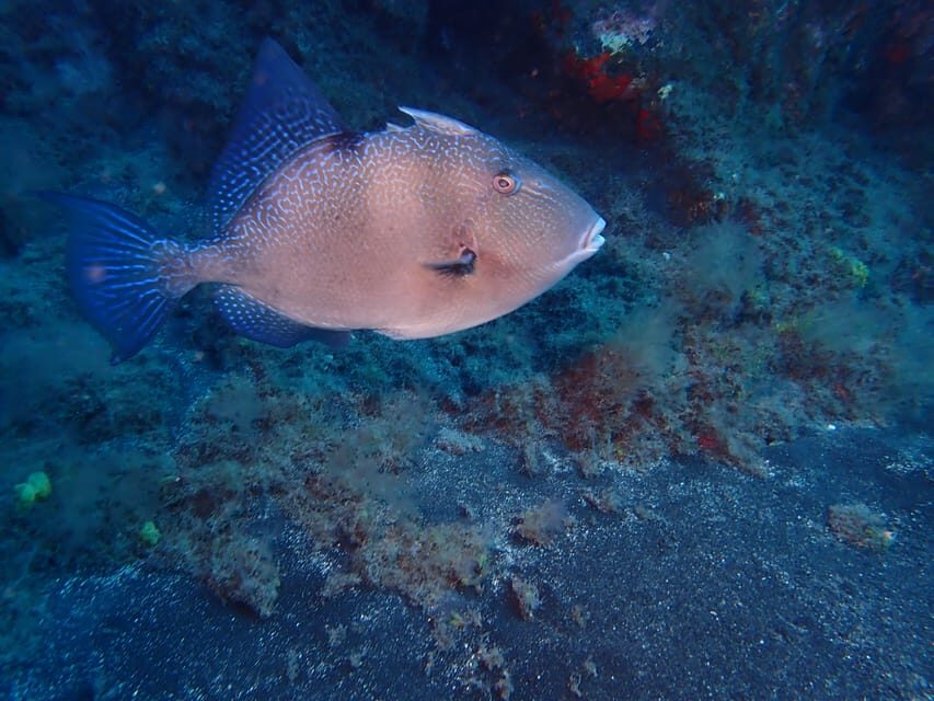 PADI Discover Scuba Diving Los Cancajos La Palma - What Makes This Tour Special