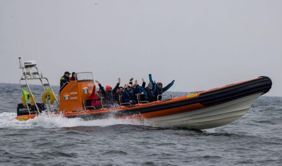 Padstow: Guided RIB Sealife Safari - Why This Tour Stands Out