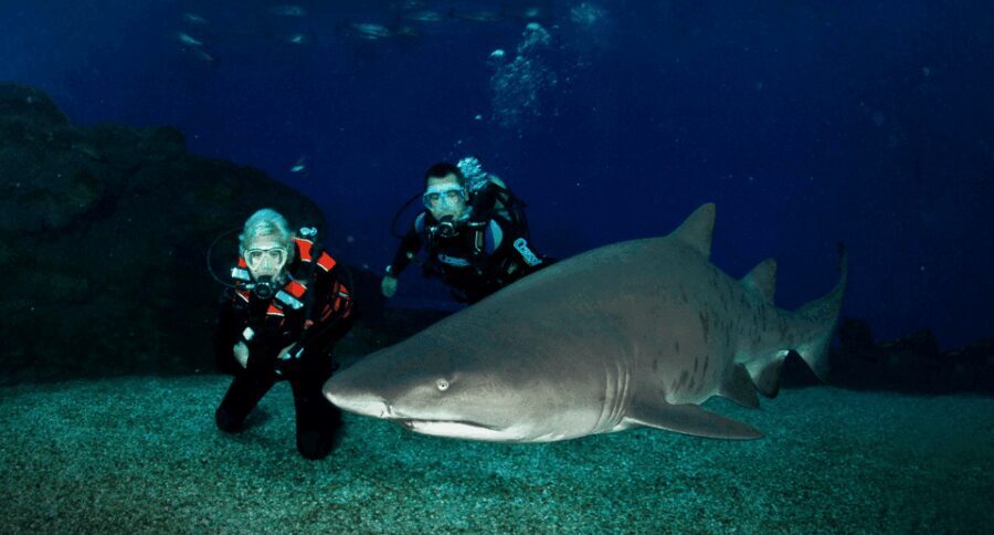 Palma de Mallorca: Shark Dive at Palma Aquarium - Safety and Practical Details
