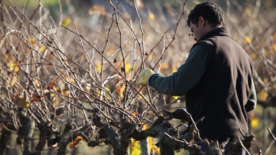 Paris: Two Reims Champagne Vineyards with Tastings and Lunch - Transportation and Logistics