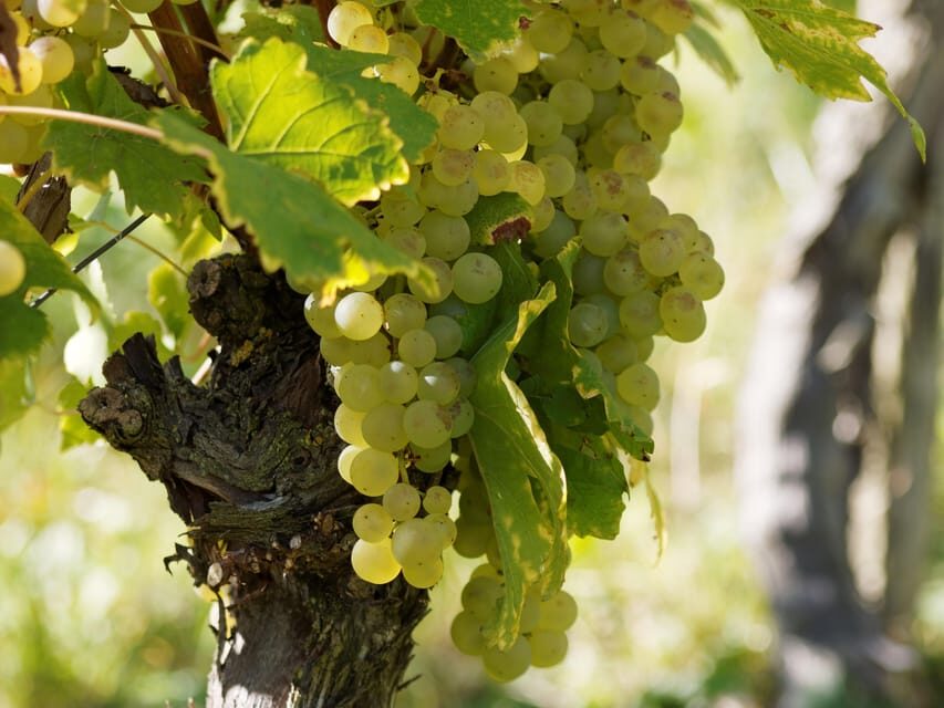 Paris VIP: Burgundy Wine Region Chauffeur Driven Tour 14 hrs - Who Should Consider This Tour?