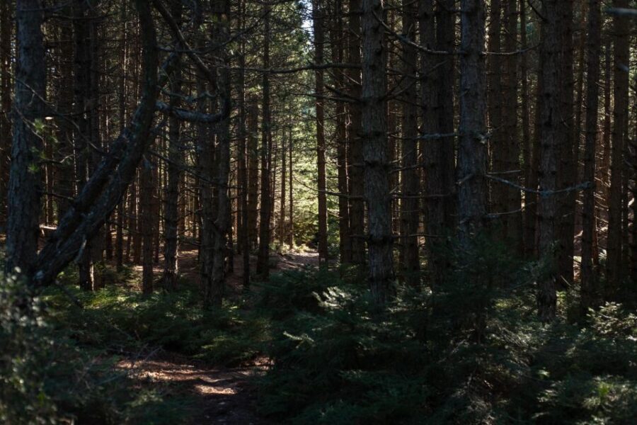 Parnitha (Parnis) / Skipiza & Mola loop - Hike near Athens - What to Expect: Practical Tips for a Smooth Experience