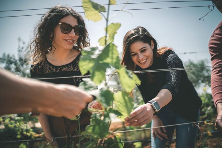 Partinico: Farm Augustali Winery Tour with Picnic & Tastings - A Relaxing Sicilian Picnic