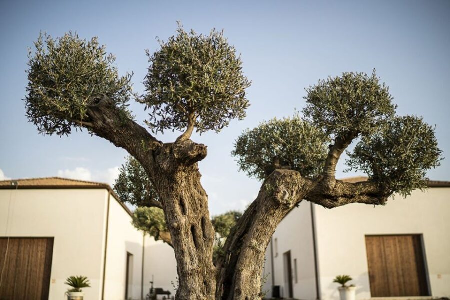 Partinico: Historic Sicilian Vineyard & Wine Tasting Tour - The Itinerary: What to Expect