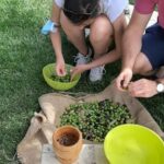 Partinico: Olive Harvest with Wine Tasting and Brunch - What’s Included and What to Expect