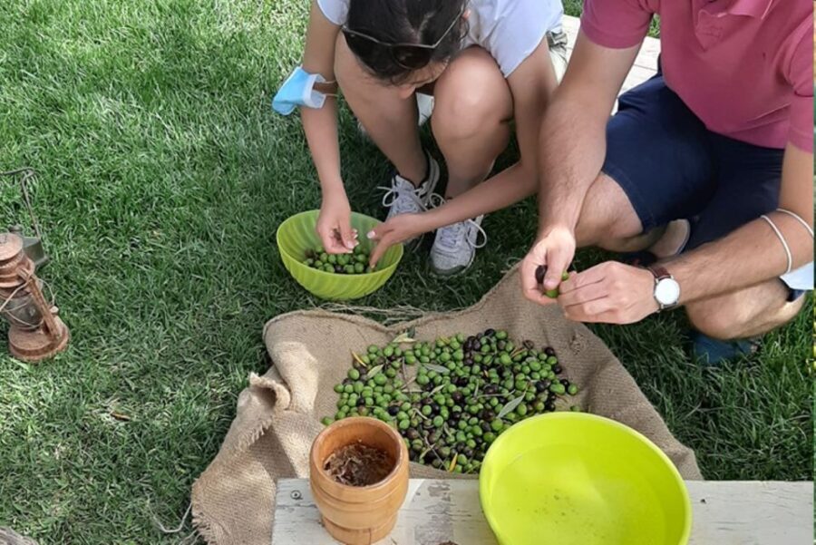 Partinico: Olive Harvest with Wine Tasting and Brunch - What’s Included and What to Expect