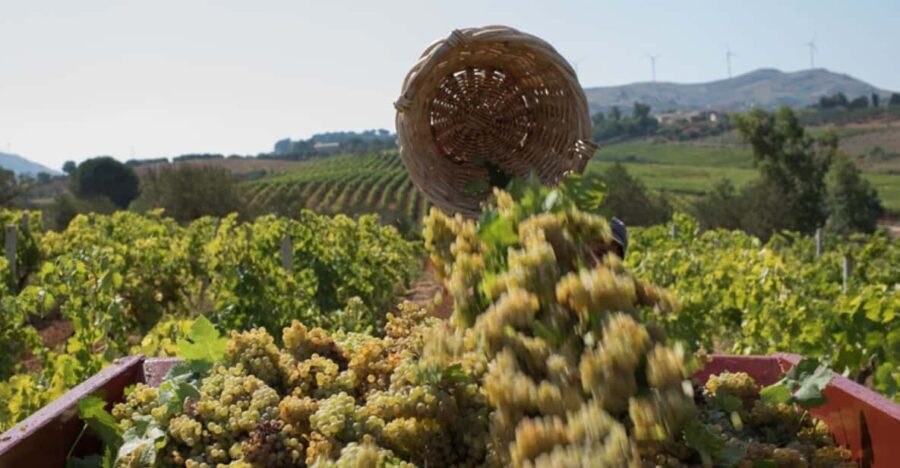 Partinico:Grape harvest in the lands of FrederikII of Swabia - What We Loved About This Tour