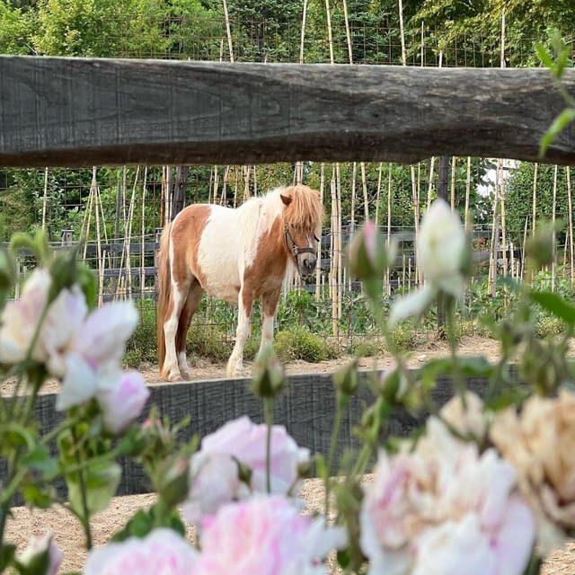 Pelion Private Nature Experience : Farm-to-Table Cooking - Exploring the Details of the Pelion Farm Experience