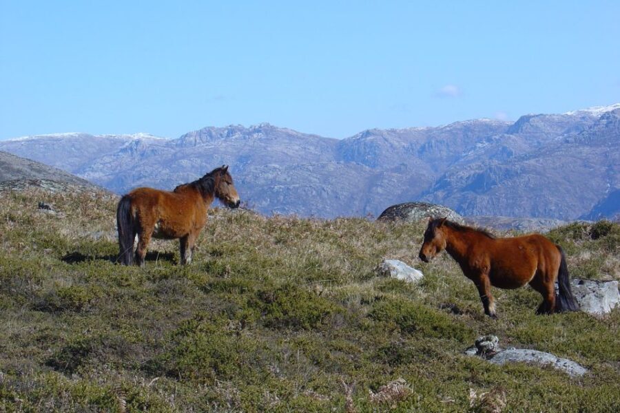 Peneda-Gerês: Full-Day Premium Tour - Practical Notes and Tips