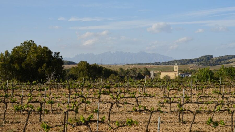 Penedès Vine to Wine: Personalized Cava taste&craft Workshop - Authenticity and Traveler Feedback