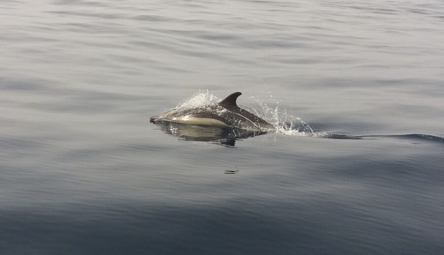 Peniche: Dolphin Route Boat Trip - Final Thoughts