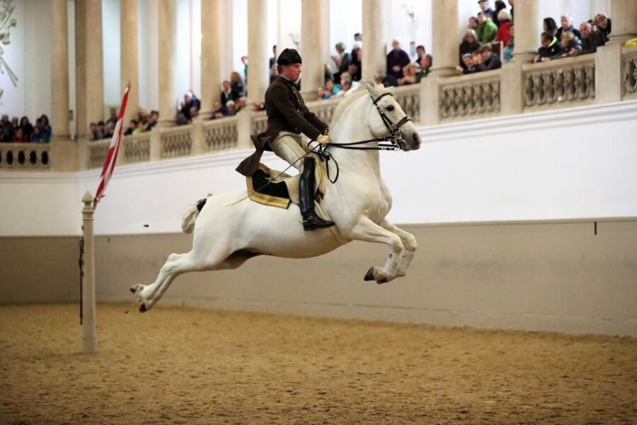 Performance Of The Lipizzans At Spanish Riding School - Is It Worth the Price?