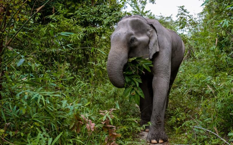 Phuket: KhaoLak Thai Food Cooking Class & ATV Adventure Tour - Key Points
