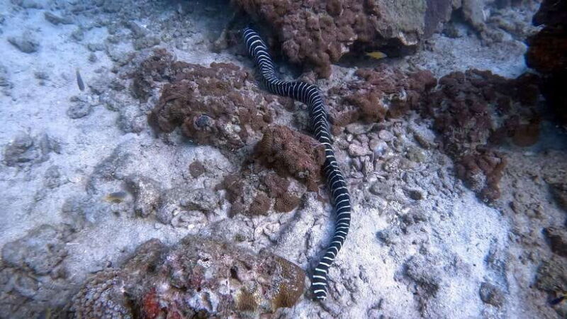 Phuket: Night Dive with Coral Reef from The G Beach Club - Key Points