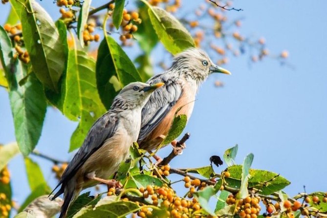 Phulchoki bird-watching tour - Exploring the Phulchoki Bird-Watching Tour: An Authentic Nepalese Nature Experience
