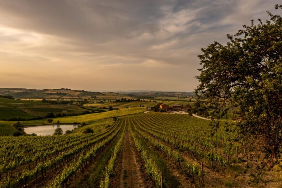 Picnic in vineyards with Bottle of Brunello di Montalcino - What to Expect on the Tour