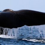 Pico Island: Azores Whale & Dolphin Watching on Zodiac Boat - Authentic Experiences & Authentic Encounters