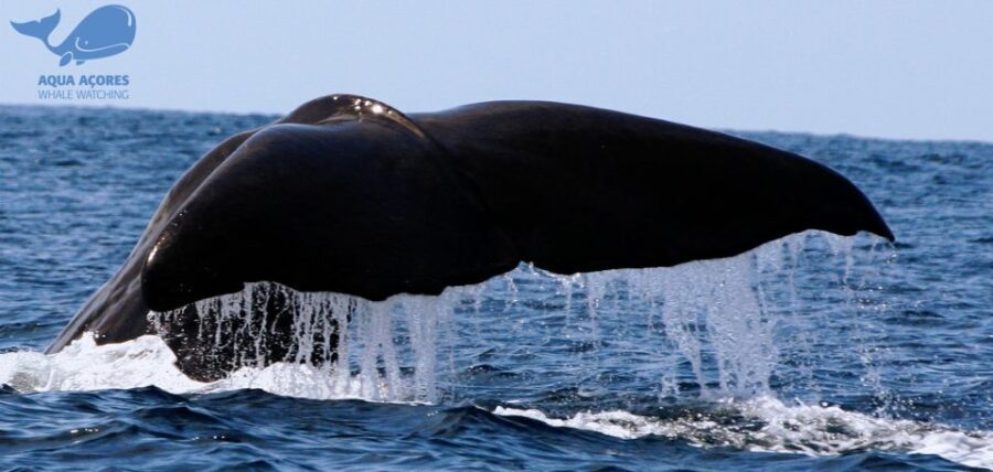Pico Island: Azores Whale & Dolphin Watching on Zodiac Boat - Authentic Experiences & Authentic Encounters