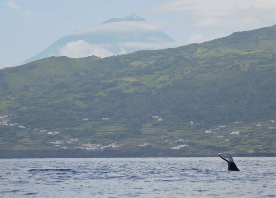 Pico Island: Whale Watching Experience from Lajes - Detailed Breakdown of the Experience
