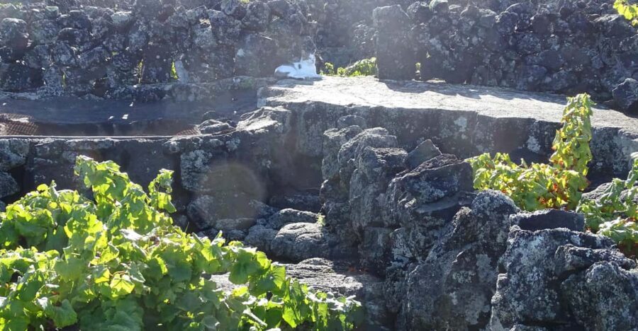 Pico Wine Tours - Who This Tour Is Best for