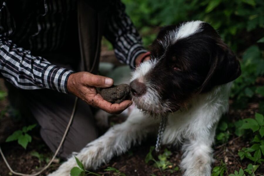 Piedmont: Private Truffle Hunting Tour with Truffle Tasting - Why This Tour Offers Great Value