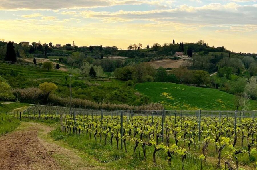 Pisa: Winery Tour and Wine Tasting with Local Food Pairing - The Itinerary in Detail