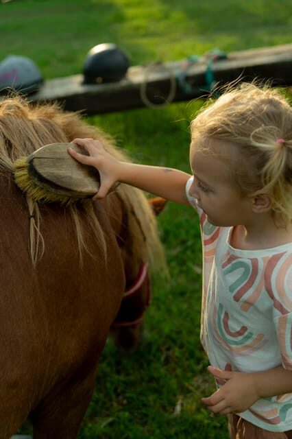 Playful Activities with Animals - An In-Depth Look at the Experience