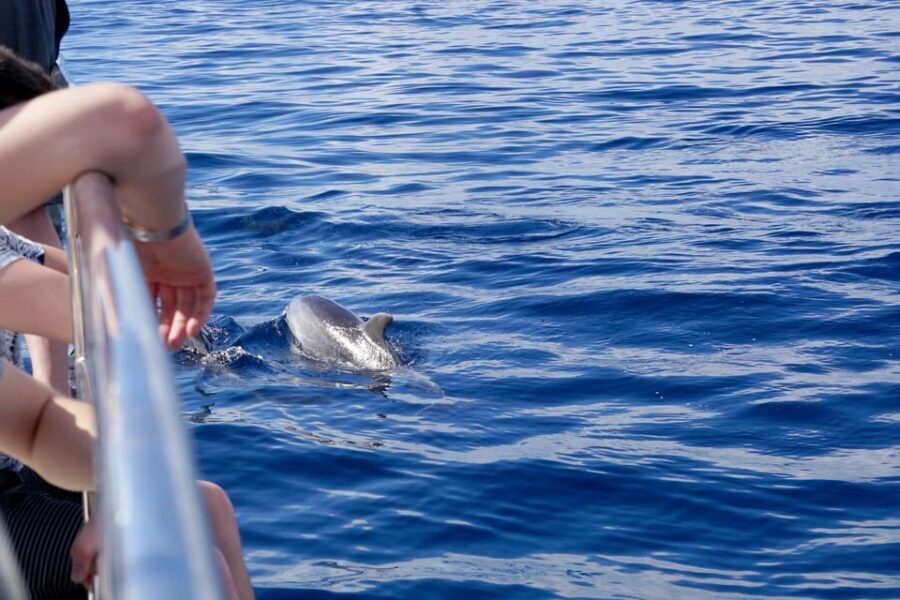Pollença: Dolphin Watching Boat Excursion - In-Depth Look at the Experience