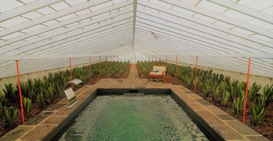 Ponta Delgada: Greenhouse Hot Tube with Pineapple Tour - Why This Tour Works