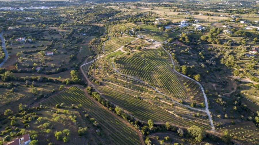 Porches: Algarve Vineyard Tour and Wine Tasting Experience - An In-Depth Look at the Experience
