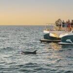 Port d'Alcudia: Sunrise at Sea & Dolphin Watching Boat Tour - What’s Included and What’s Not