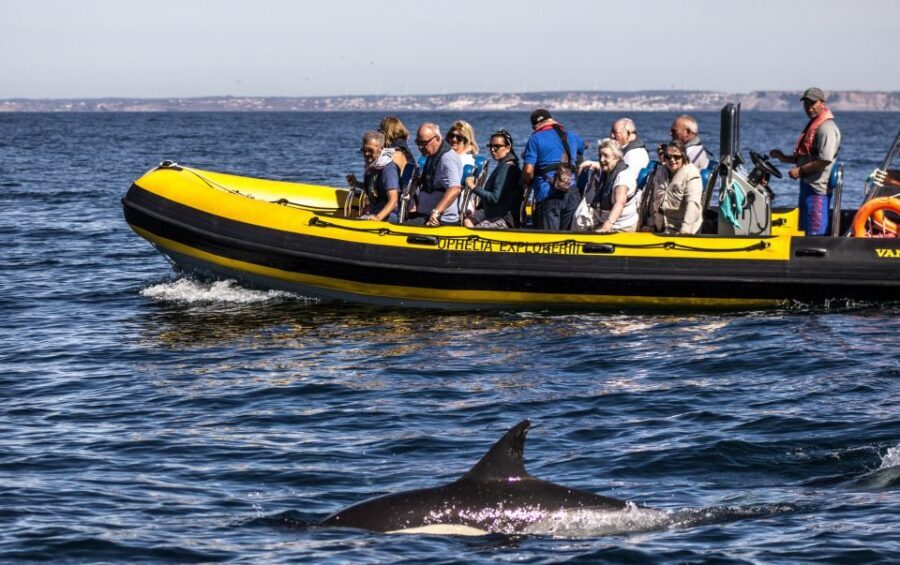 Portimão: 2-Hour Dolphin Watching Boat Tour - Authentic Experiences & Honest Feedback
