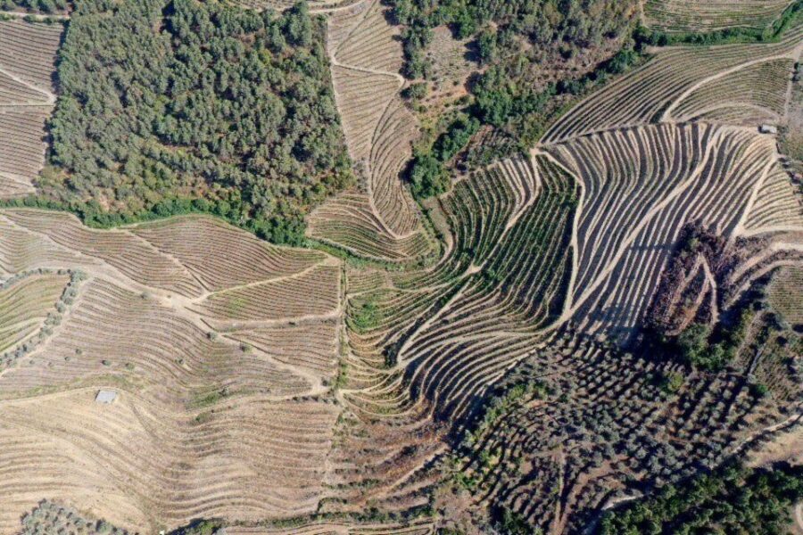 Porto: Douro Valley Tour w/ 3 Tastings, Lunch, & Opt. Cruise - The Scenic Highlights and Cultural Touches