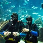 Porto Moniz: Diving with Sharks and Rays in Madeira Aquarium - Why This Tour Is Worth Considering