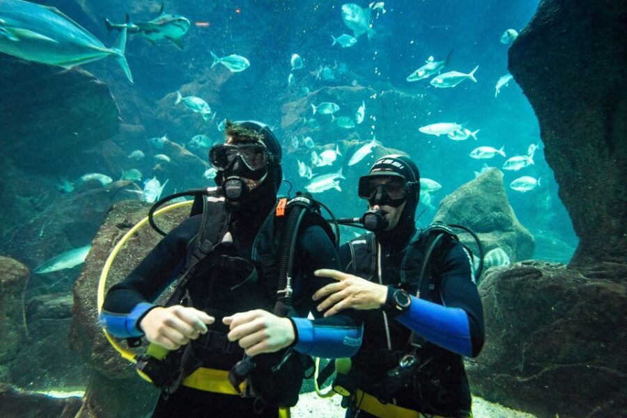 Porto Moniz: Diving with Sharks and Rays in Madeira Aquarium - Why This Tour Is Worth Considering
