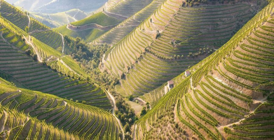 Porto: Private Tour - Wineries, Tastings, Picnic, boat trip - What’s Included and What’s Not