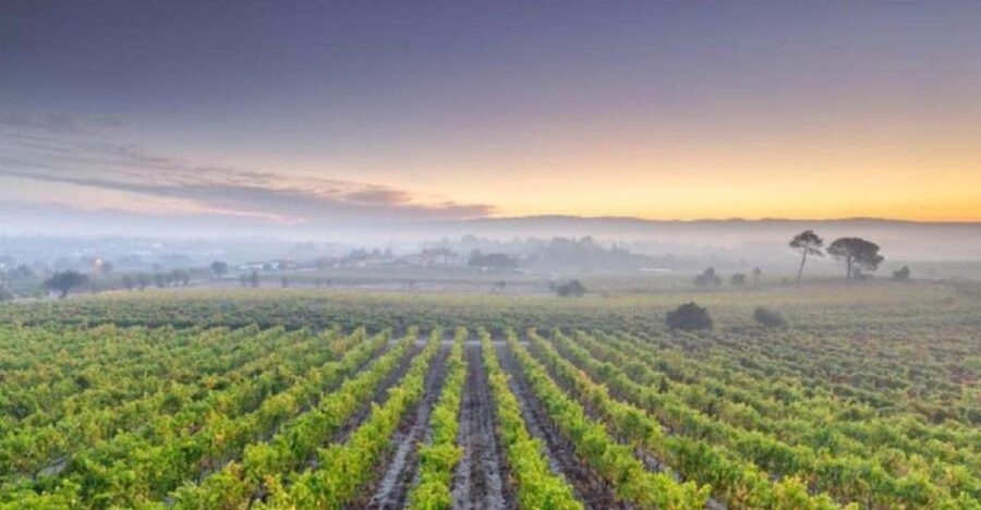 Portugal: Bairrada Private Tour - Exploring the Bairrada Region