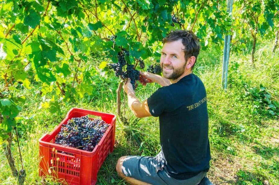 Pozzolengo: Vineyard tour and tasting of typical Garda wines - Detailed Breakdown of the Experience