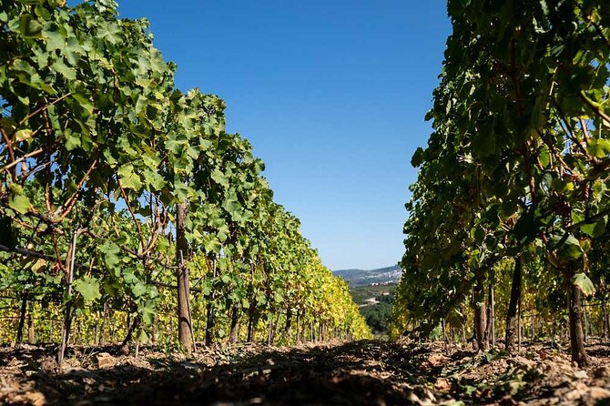 Premium Private Douro Tour: 2 Wineries with Tastings & Cruise - Key Points