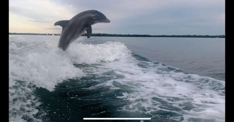 Private 2 Hour Dolphin & Eco Tour Marco Island, FL - Key Points